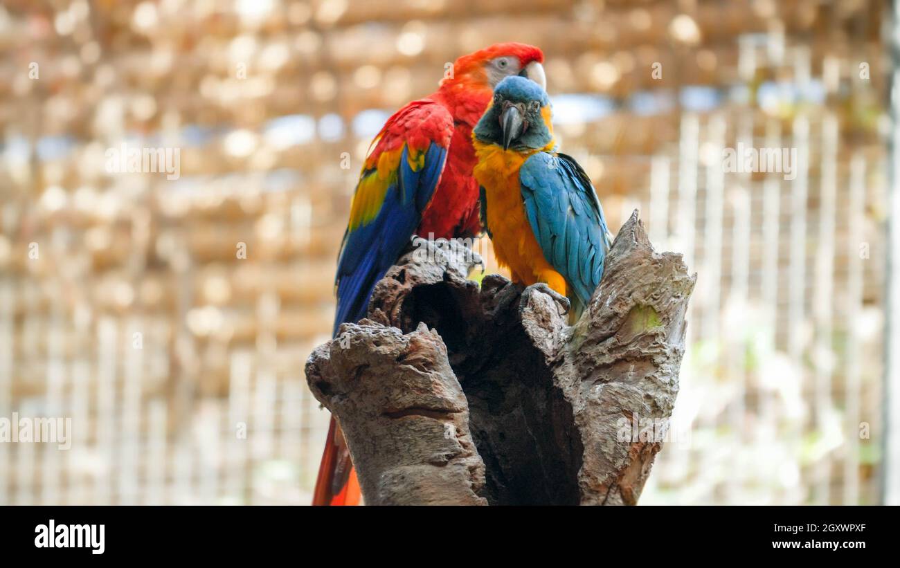 Two beautiful macaw parrots sitting on the tree top in zoo cage Stock ...