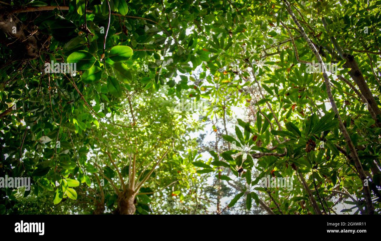 Amazon rainforest tree tops hi-res stock photography and images - Alamy