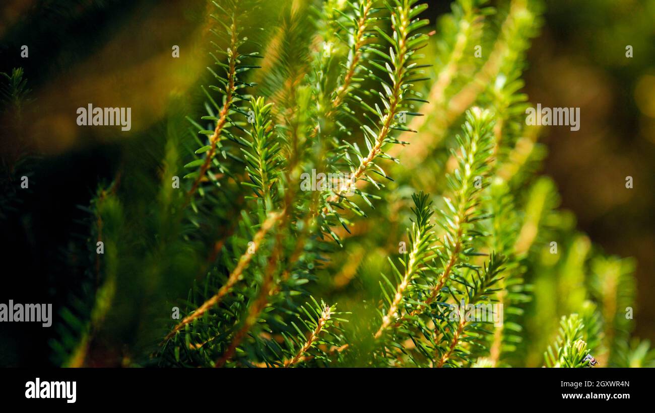 Macro image of green needles on the fir tree at bright sunny day Stock ...