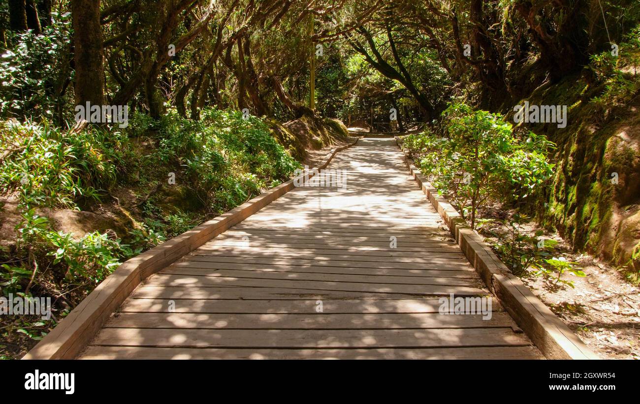 Beautiful image of wooden path for touristin the forest at mountains ...