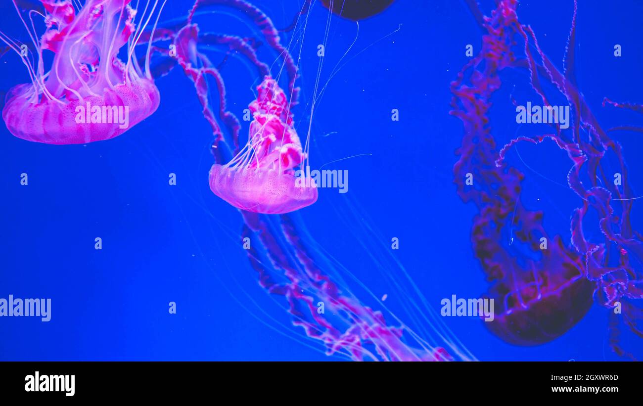 Abstract photo of pink poisonous jellyfishes with long tentacles ...