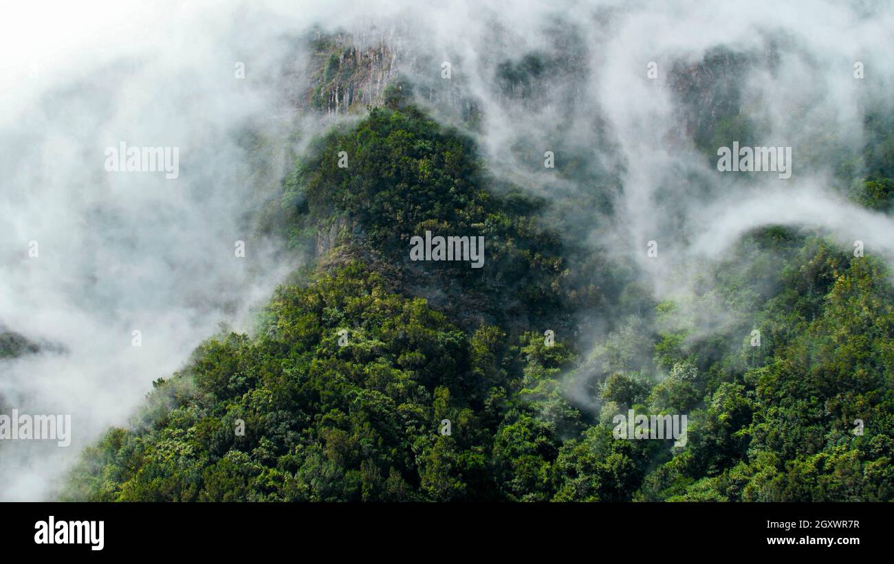 Flying over green tree tops hi-res stock photography and images - Alamy