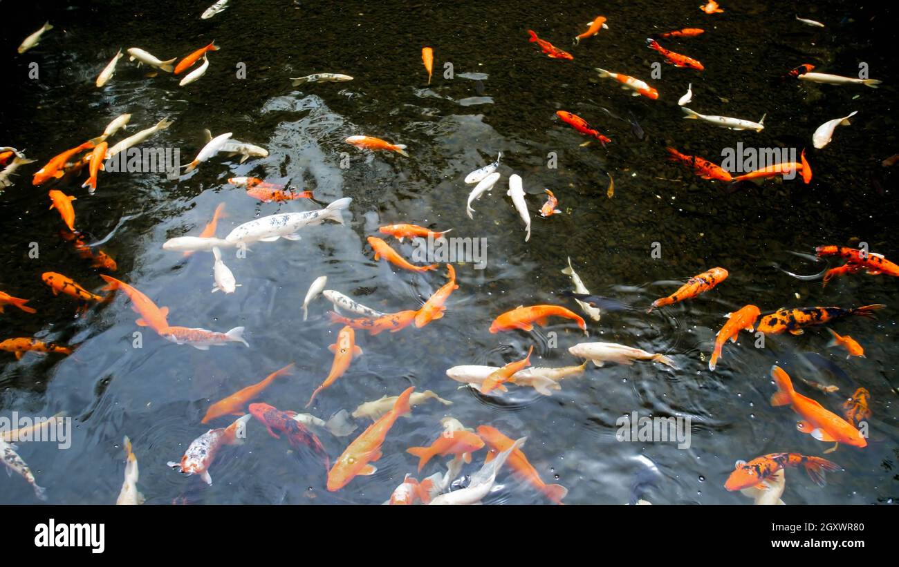Toned photo of golden fishes and koi carps swimming in traditional ...