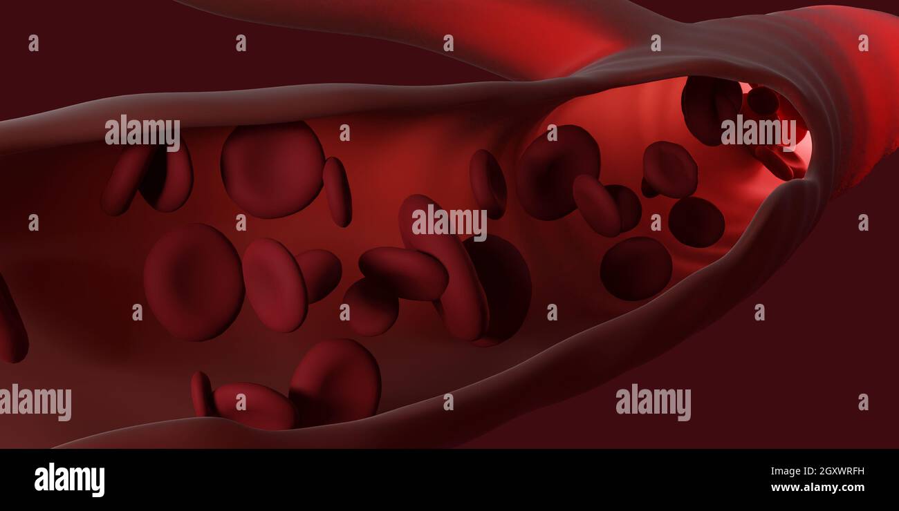 Red blood cells flowing through the veins. Close up view from inside ...