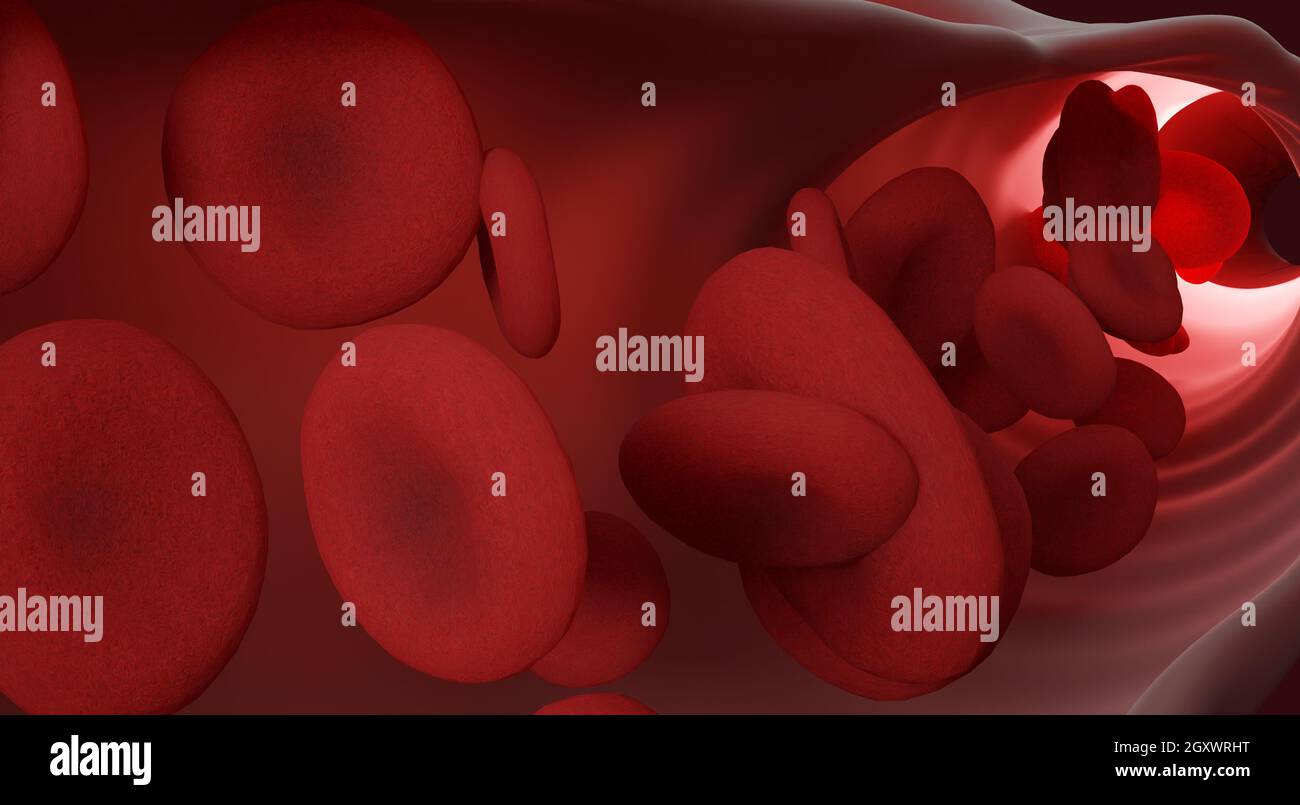 Red blood cells flowing through the veins. Close up view from inside ...