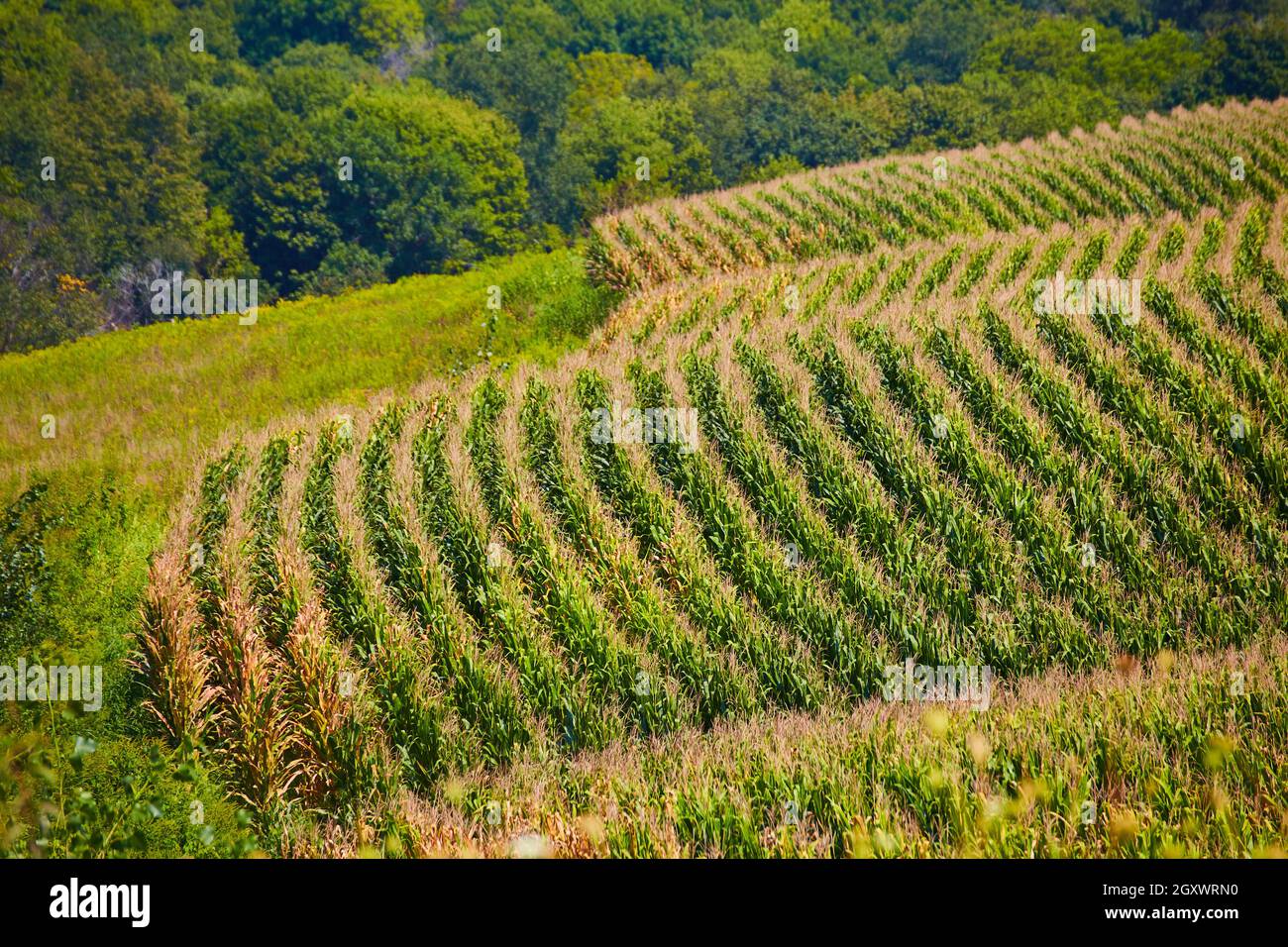 Landscape of corn field rows Stock Photo - Alamy