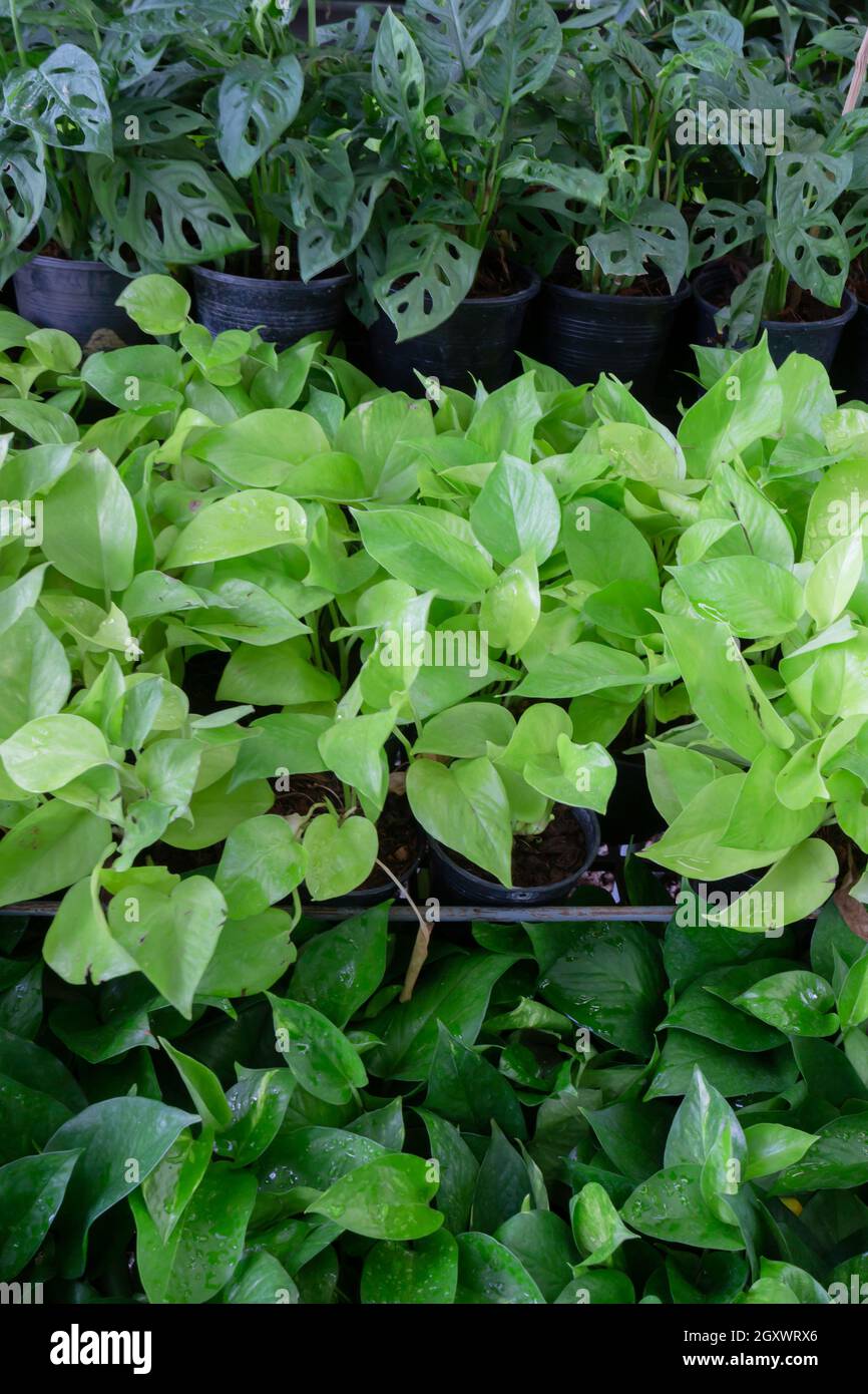 Chilled botanical hi-res stock photography and images - Alamy