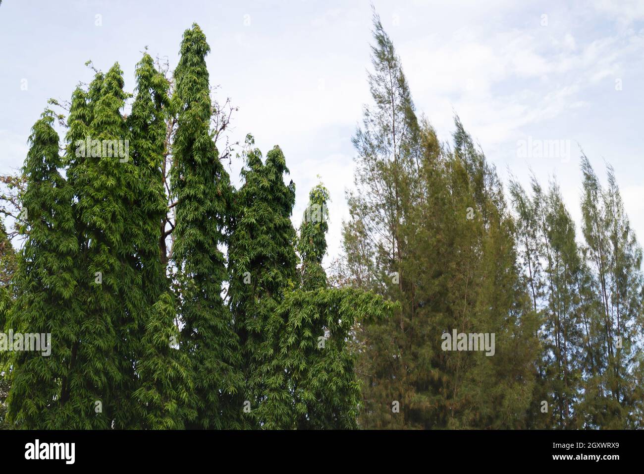 Overgrown with various trees deciduous, stock photo Stock Photo - Alamy