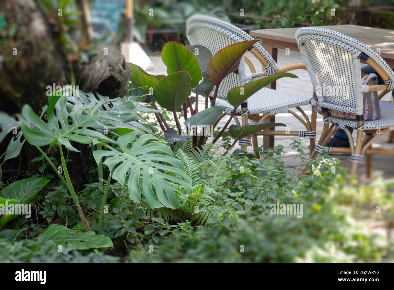 Green outdoors garden plants in resort, stock photo Stock Photo - Alamy