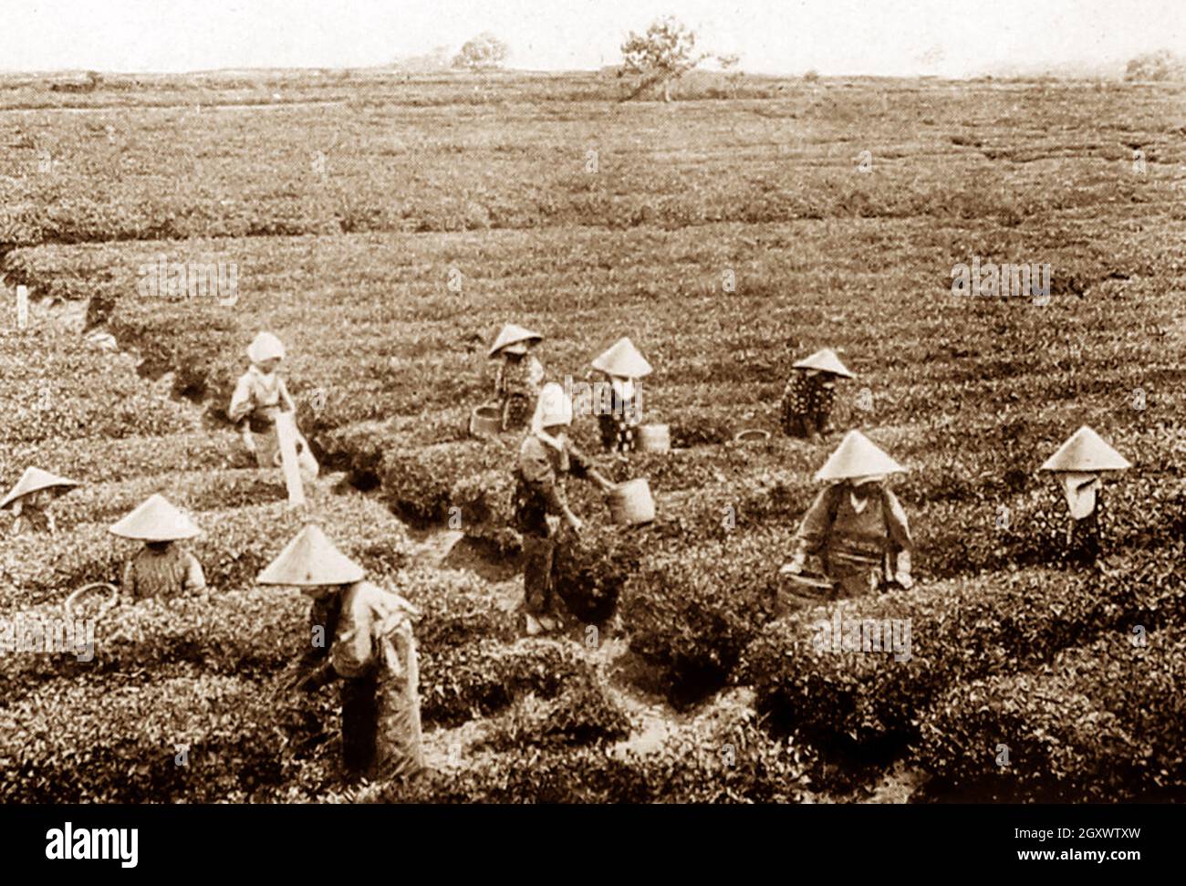 Tea pickers, Japan, early 1900s Stock Photo - Alamy