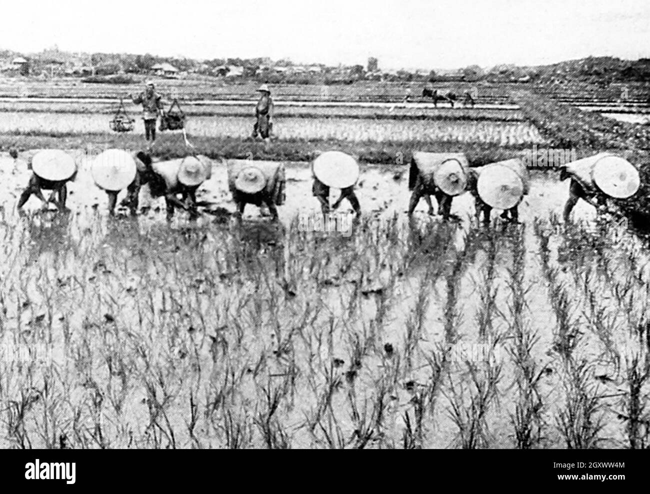 Planting rice, Japan, early 1900s Stock Photo - Alamy