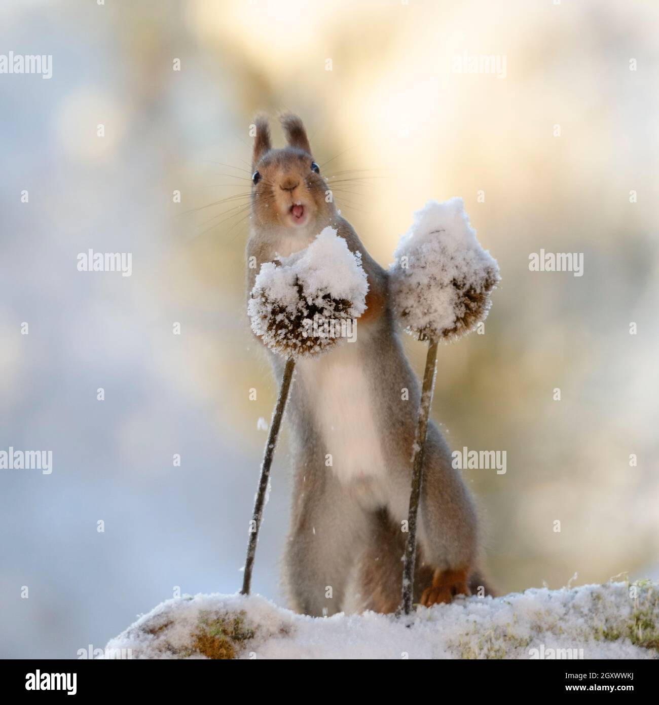 Close up squirrel mouth open hi-res stock photography and images - Alamy
