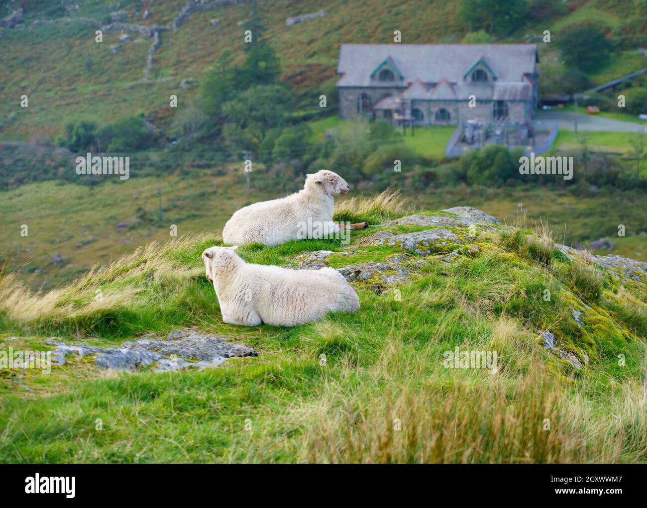 two welsh sheep chewing the cud with a hydroelectric generating station ...
