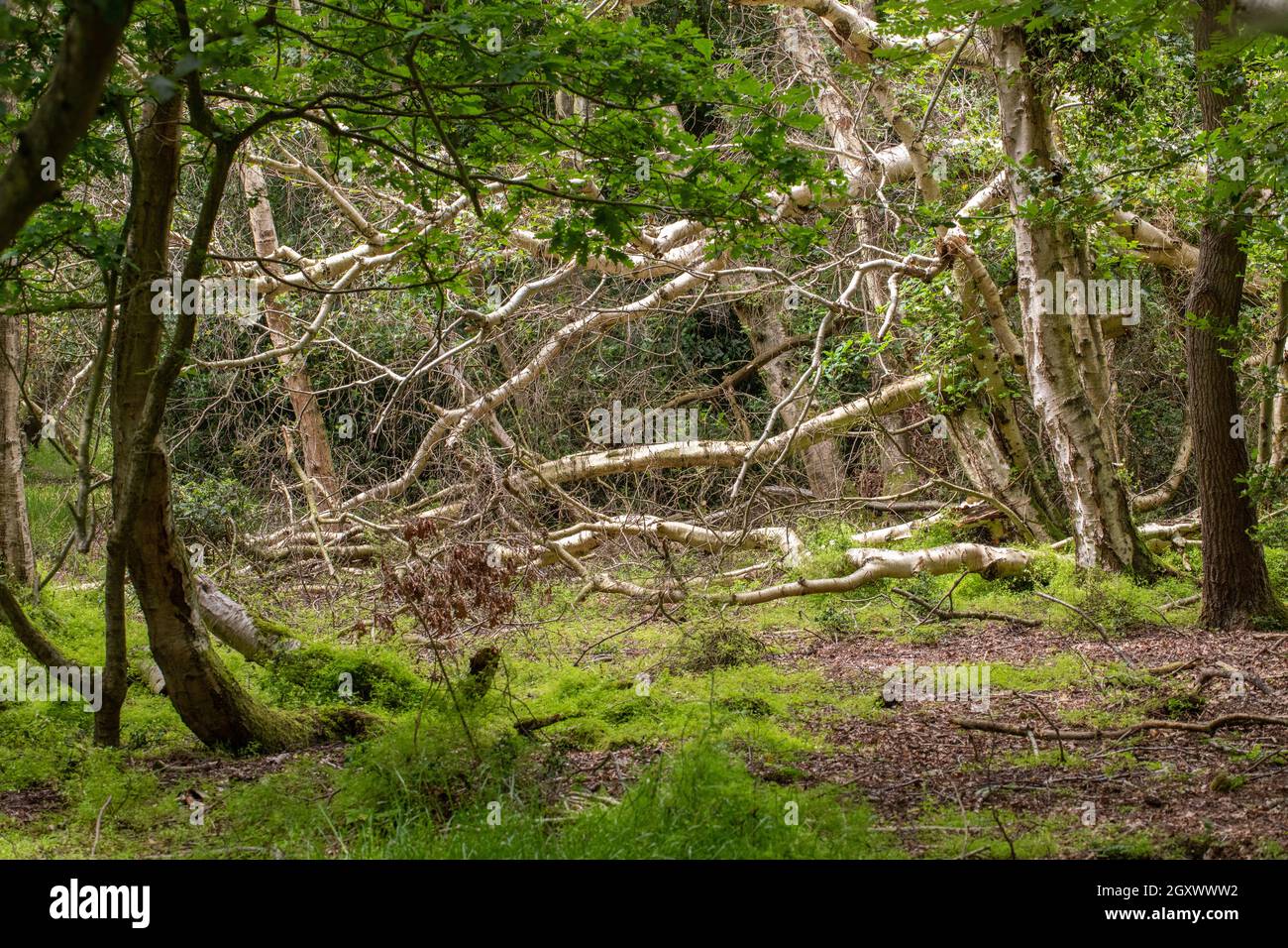 Pioneer species hi-res stock photography and images - Alamy