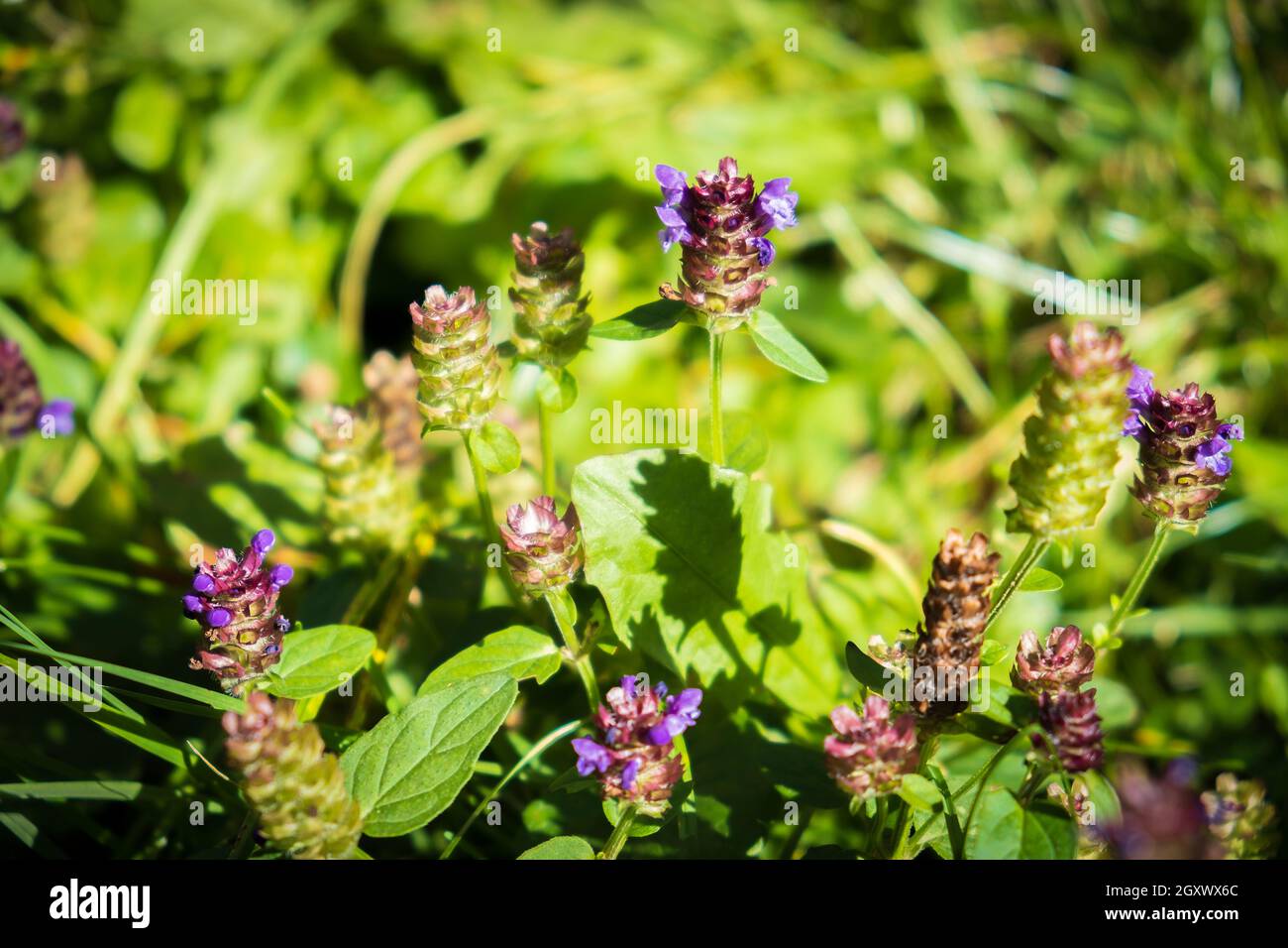 Flowers of a Common Selfheal (Prunella vulgaris). The plant as a whole ...