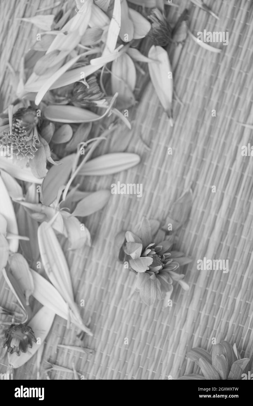 Soft color pink Black and White Stock Photos & Images - Alamy