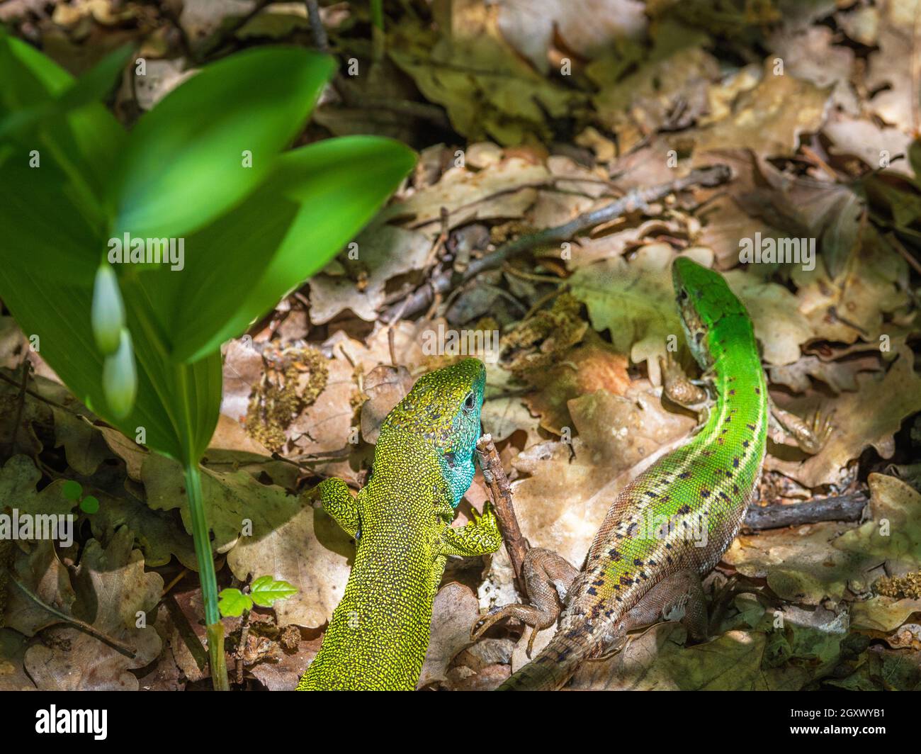 Emerald lizards hi-res stock photography and images - Alamy