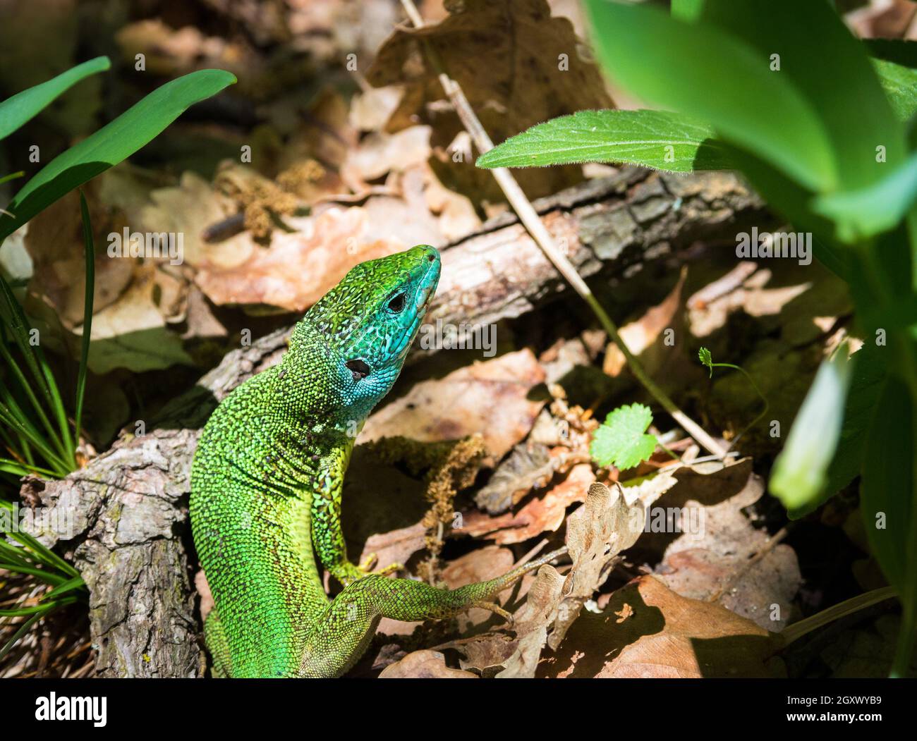 Emerald lizard lacerta viridis hi-res stock photography and images - Alamy