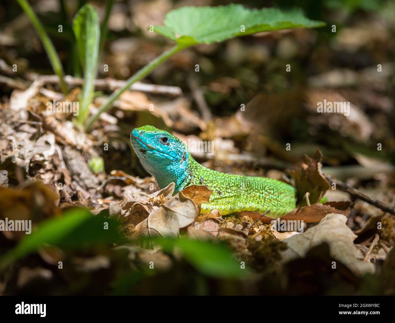 Emerald lizard on forest floor with oak leaves Stock Photo - Alamy