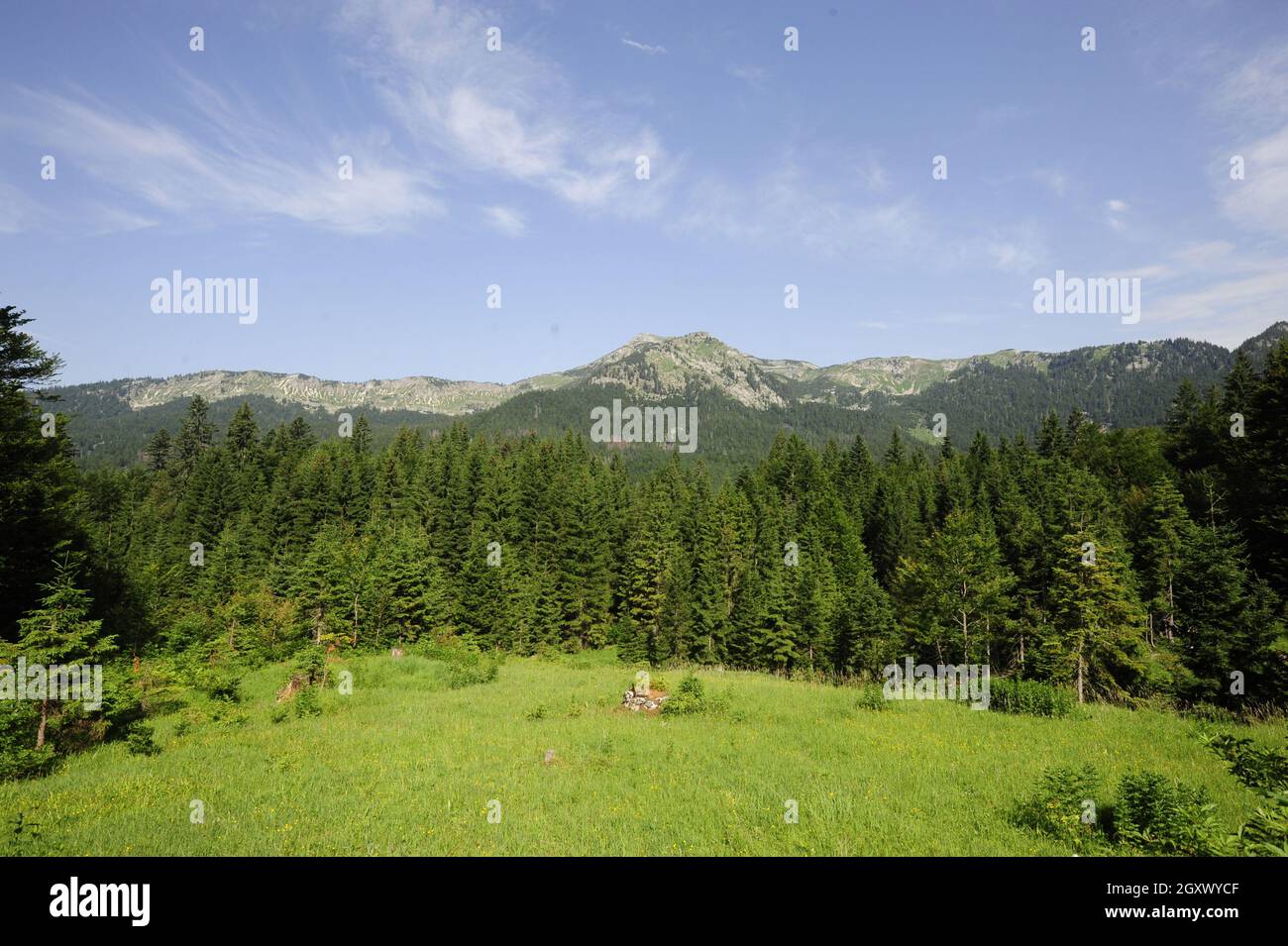the jungle or primeval forest Rothwald nature reserve in Austria Stock ...