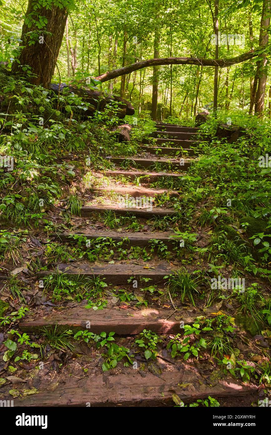 Natural park trail steps through woods Stock Photo - Alamy