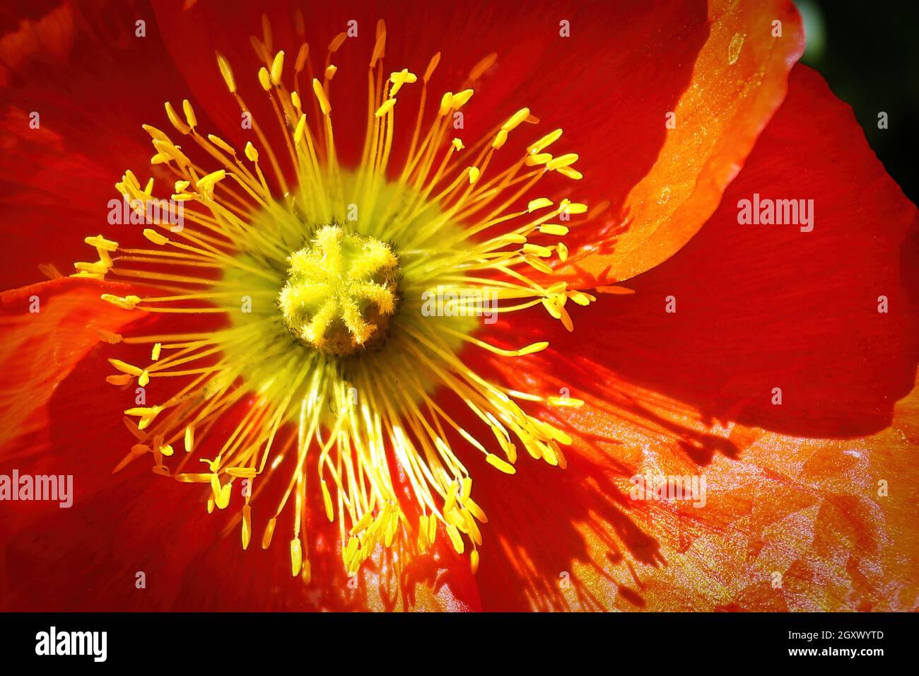 Red poppy flower yellow center hi-res stock photography and images - Alamy