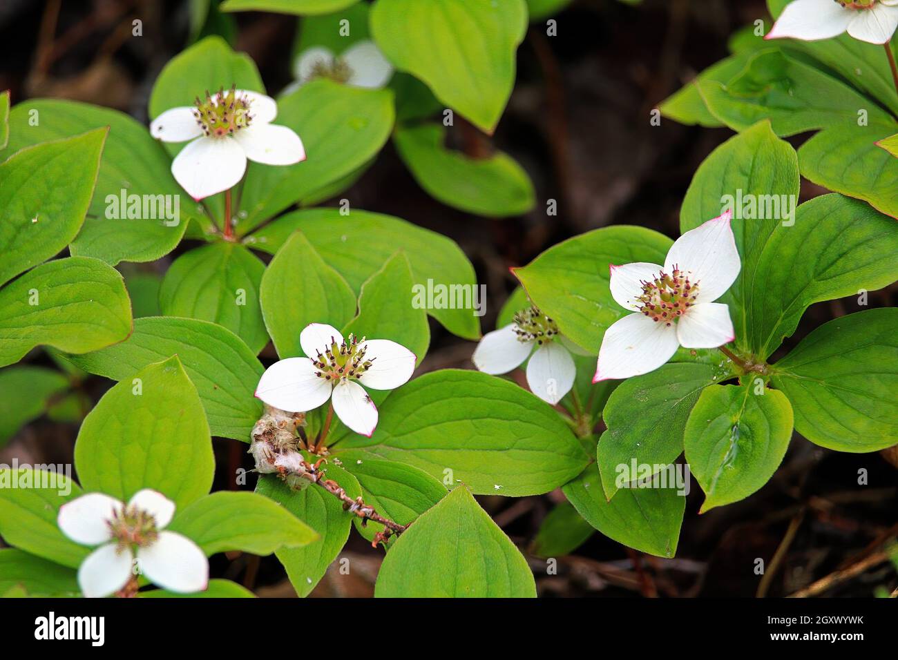 Closeup of Bunchberry Dogwood in full bloom Stock Photo - Alamy