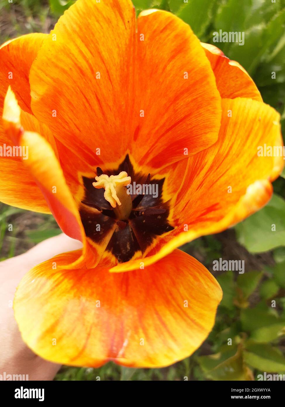Opened tulip flower close-up on a background of greenery Stock Photo ...
