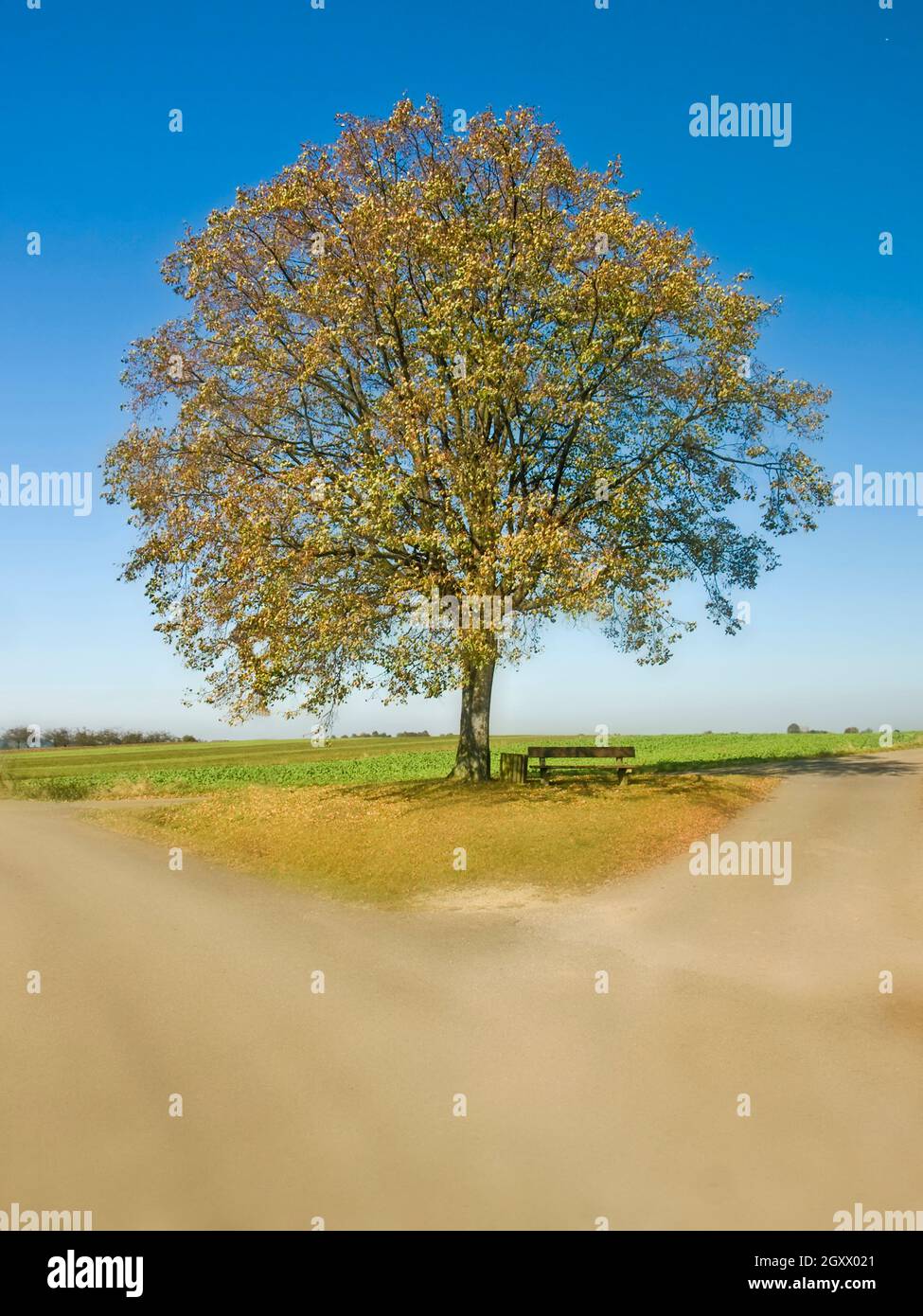 old lime tree at a crossroad Stock Photo - Alamy