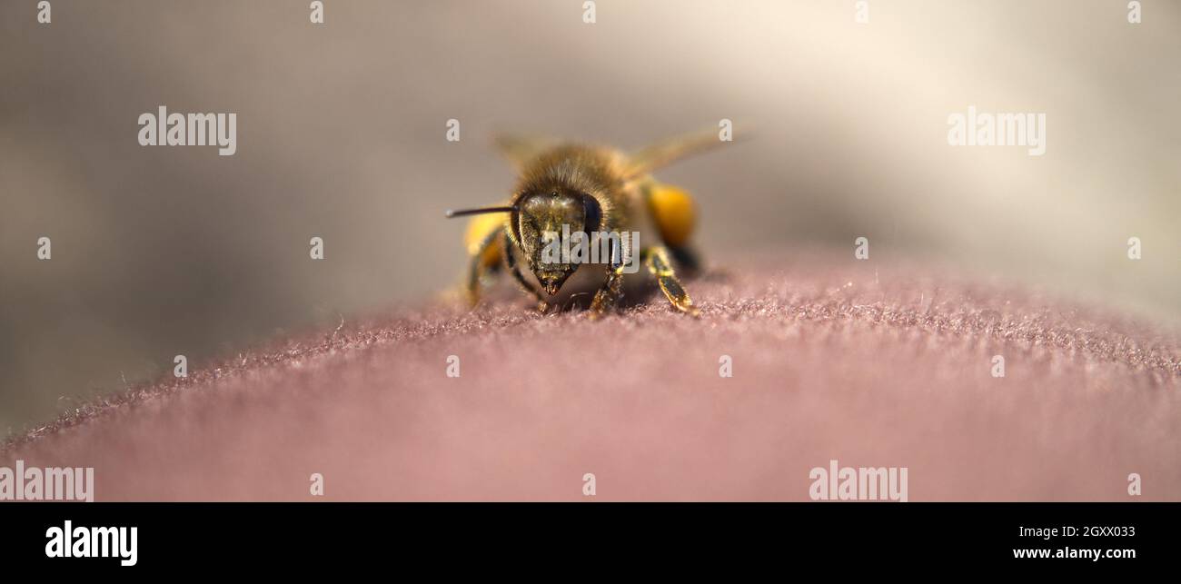 Western honey bee or European honey bee, Apis mellifera, macro front ...