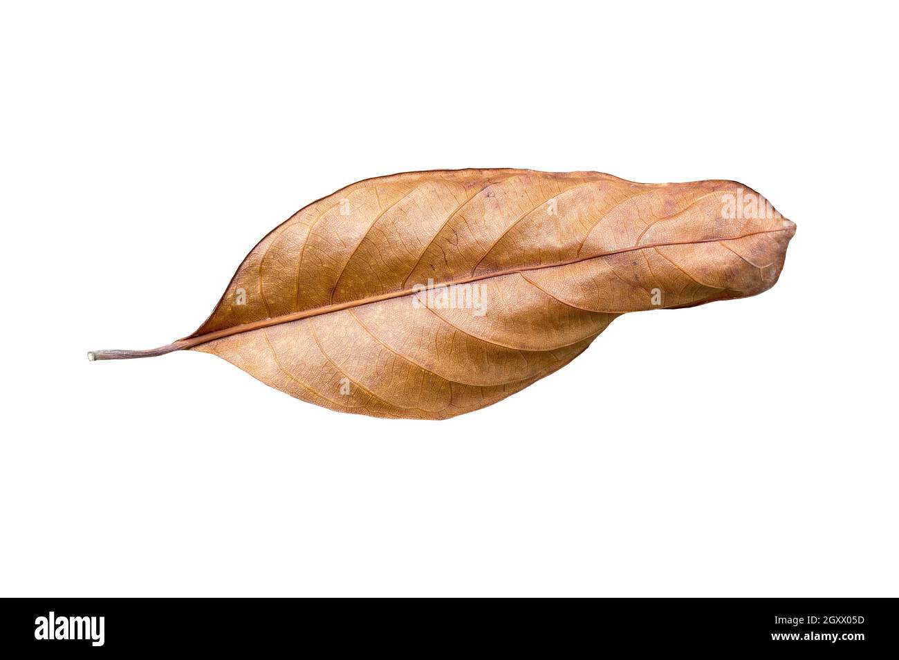 Dry leaf isolated on white background Stock Photo - Alamy