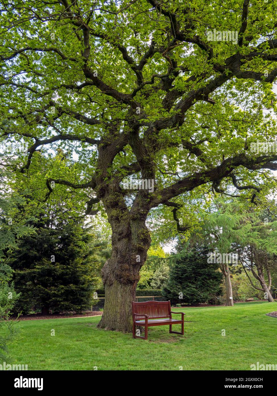 A wooden park bench beneath a beautiful oak tree with large branches ...