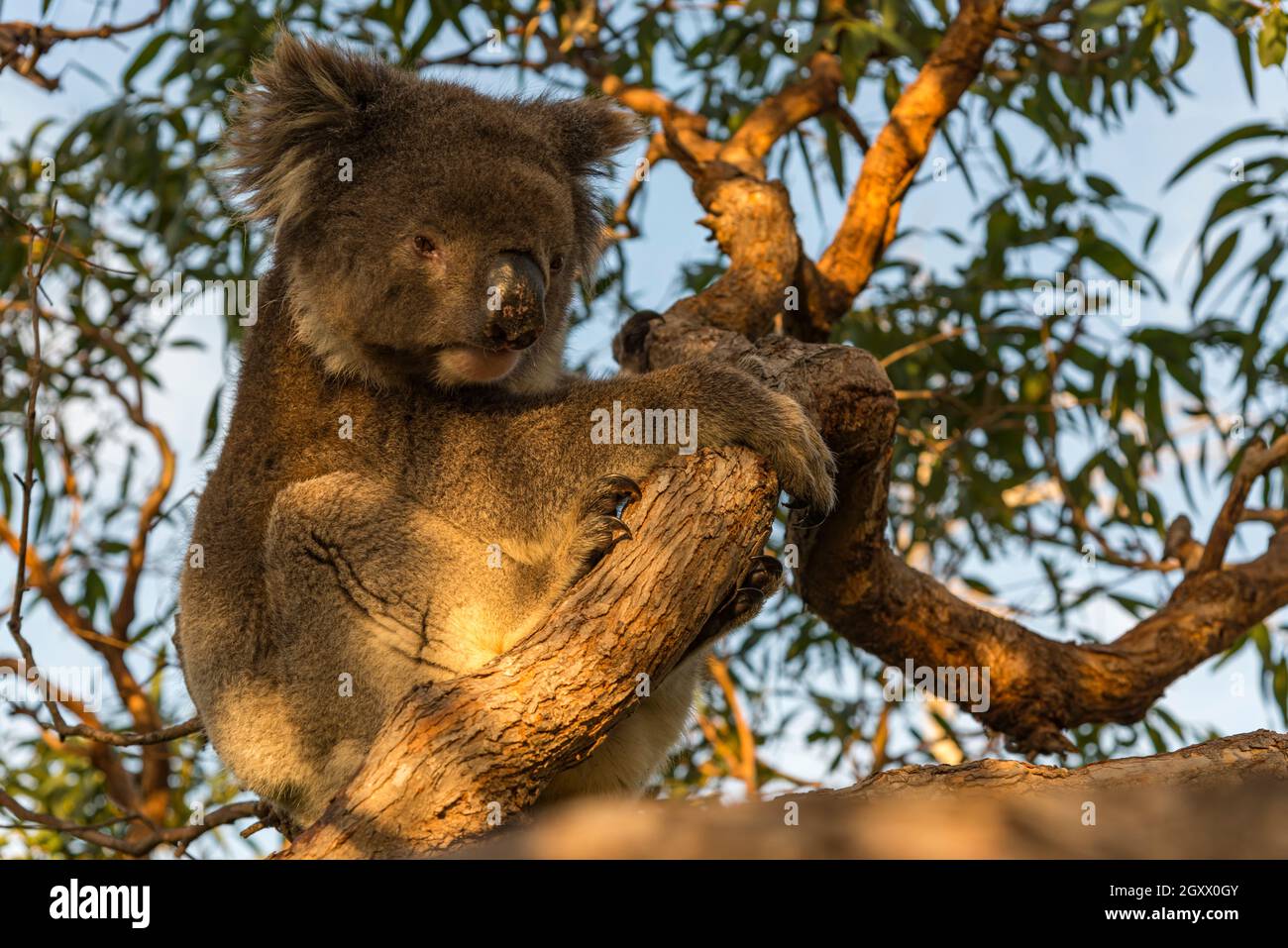 Portrait of a koala in a eucalyptus tree, Mikkira Station, Port Lincoln ...