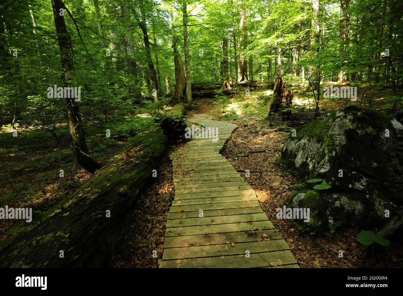 the jungle or primeval forest Rothwald nature reserve in Austria Stock ...