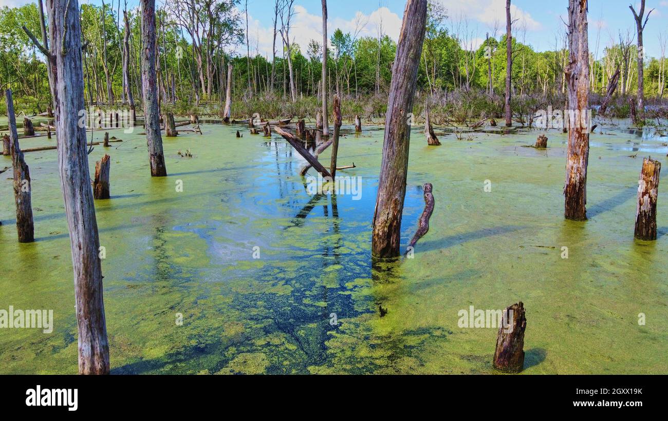 Dead pond algae hi-res stock photography and images - Alamy