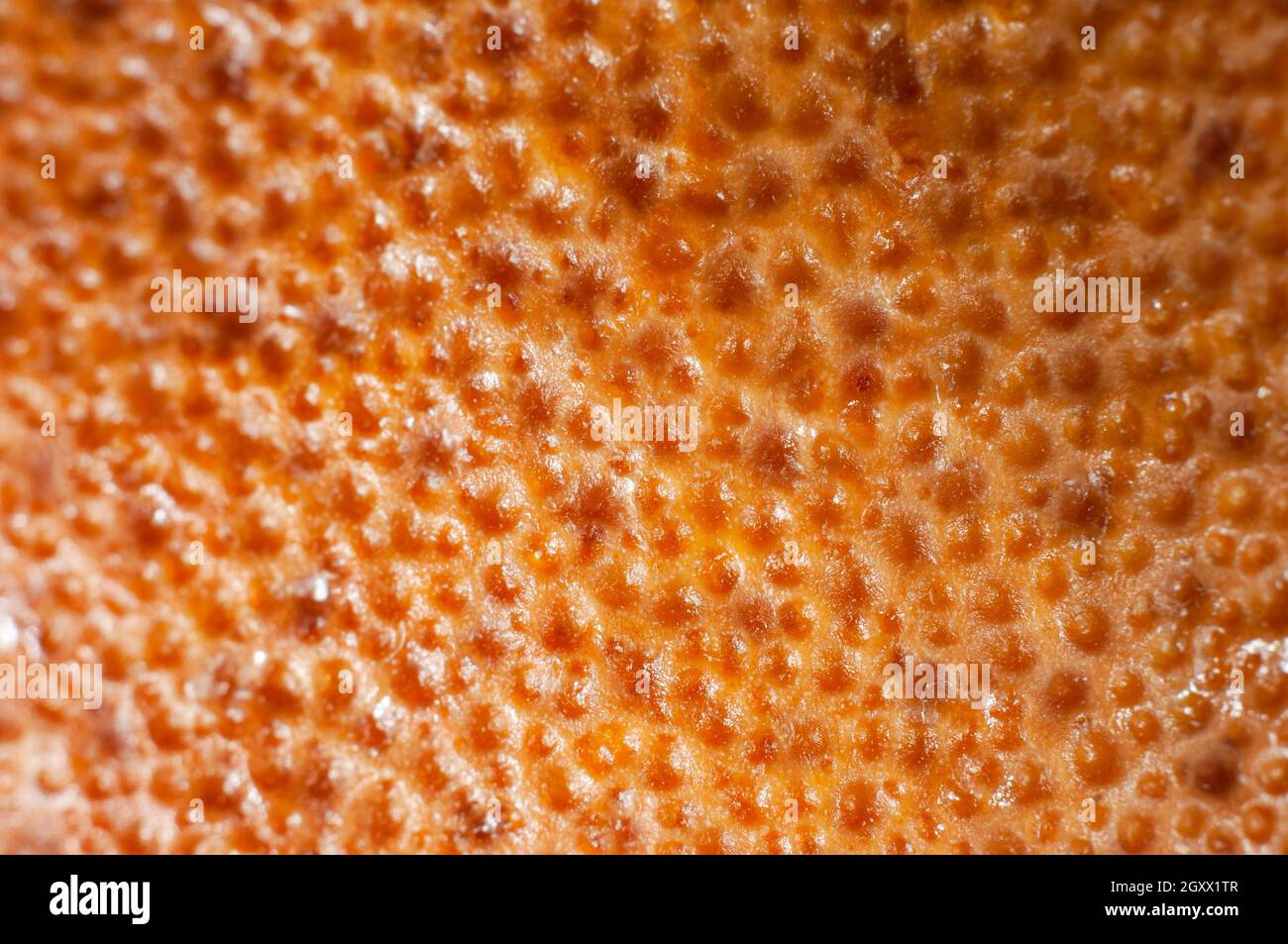Shriveled orange hi-res stock photography and images - Alamy
