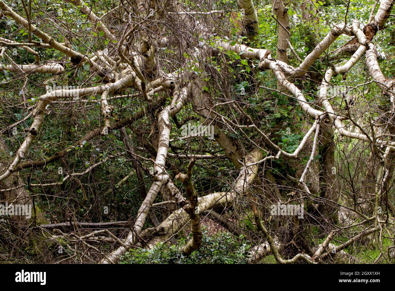 Downy Birch (Betula pubescens). Upper branches and trunk of a dead ...