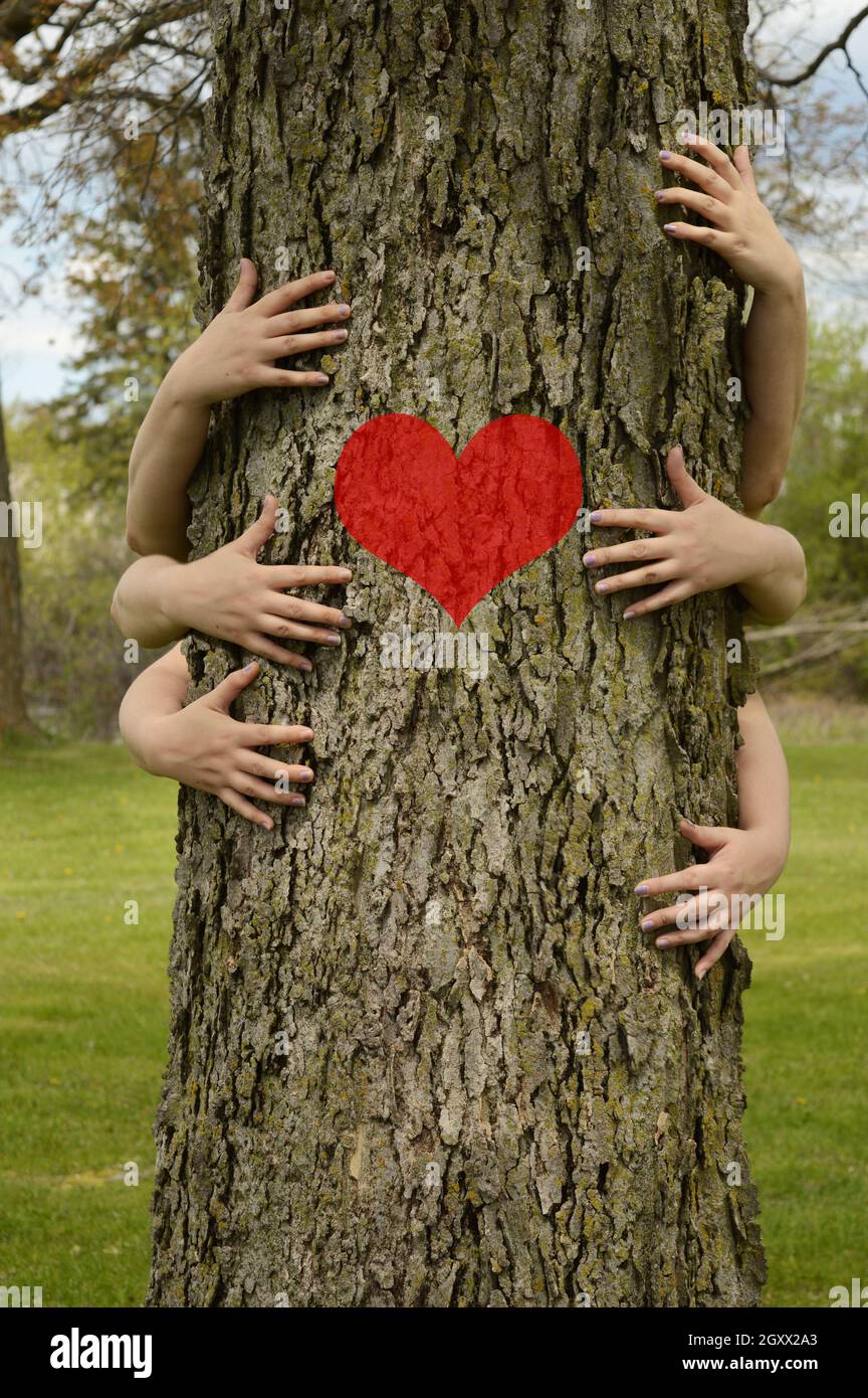 A conceptual image of several peoples arms hugging a large tree for ...