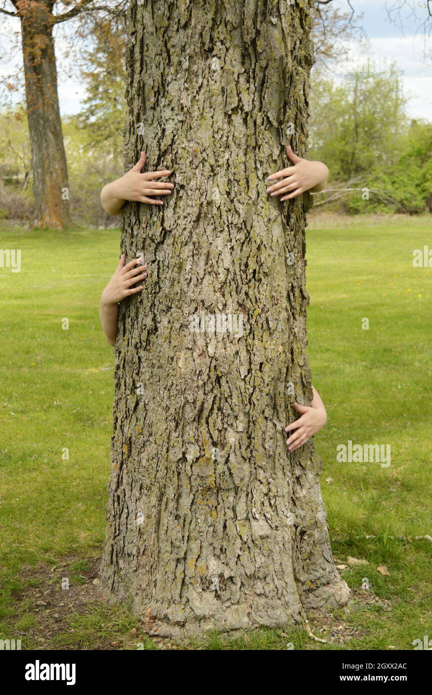 A conceptual image of several peoples arms hugging a large tree for ...