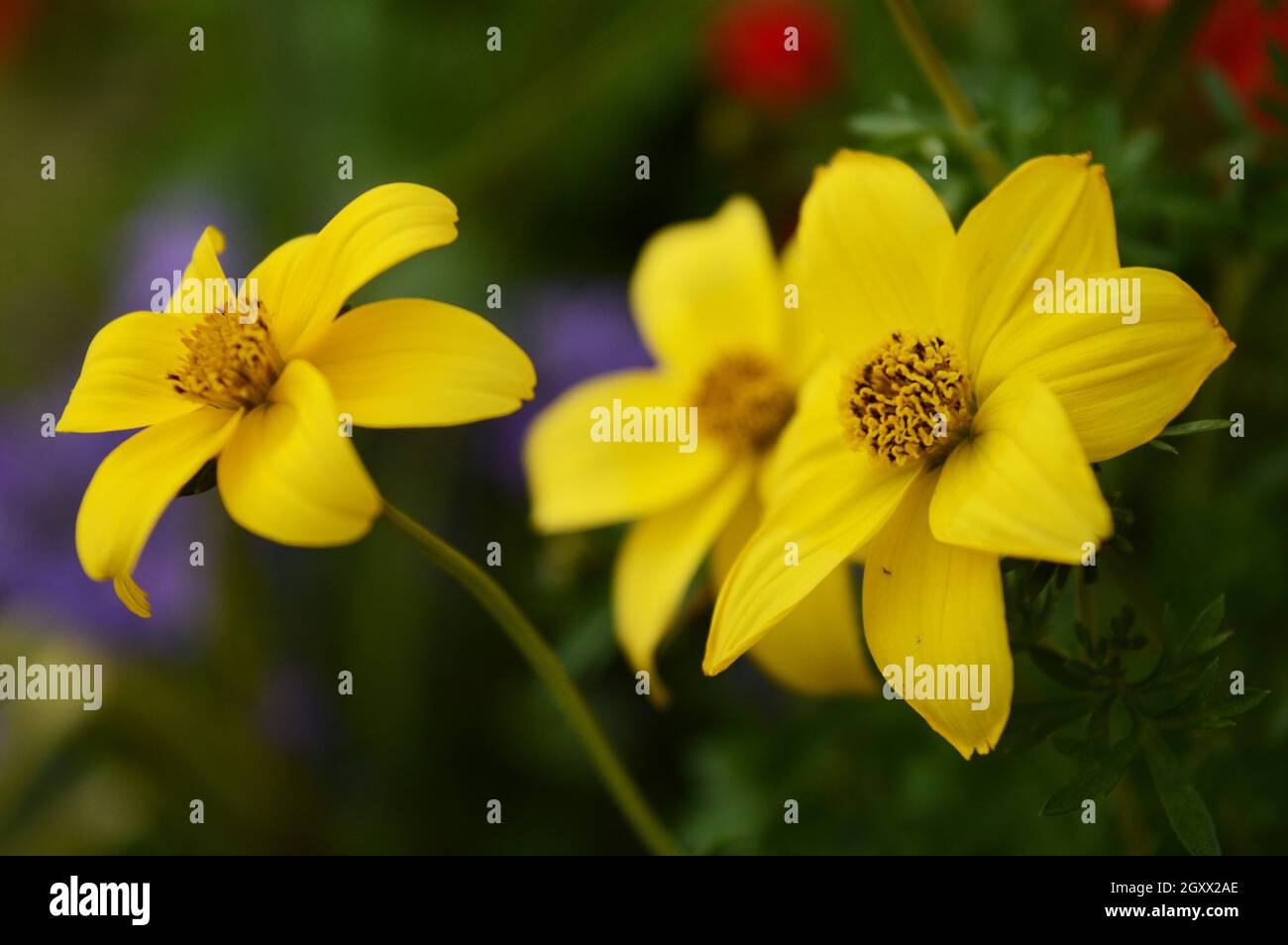 Mix of tropical greenery hi-res stock photography and images - Alamy