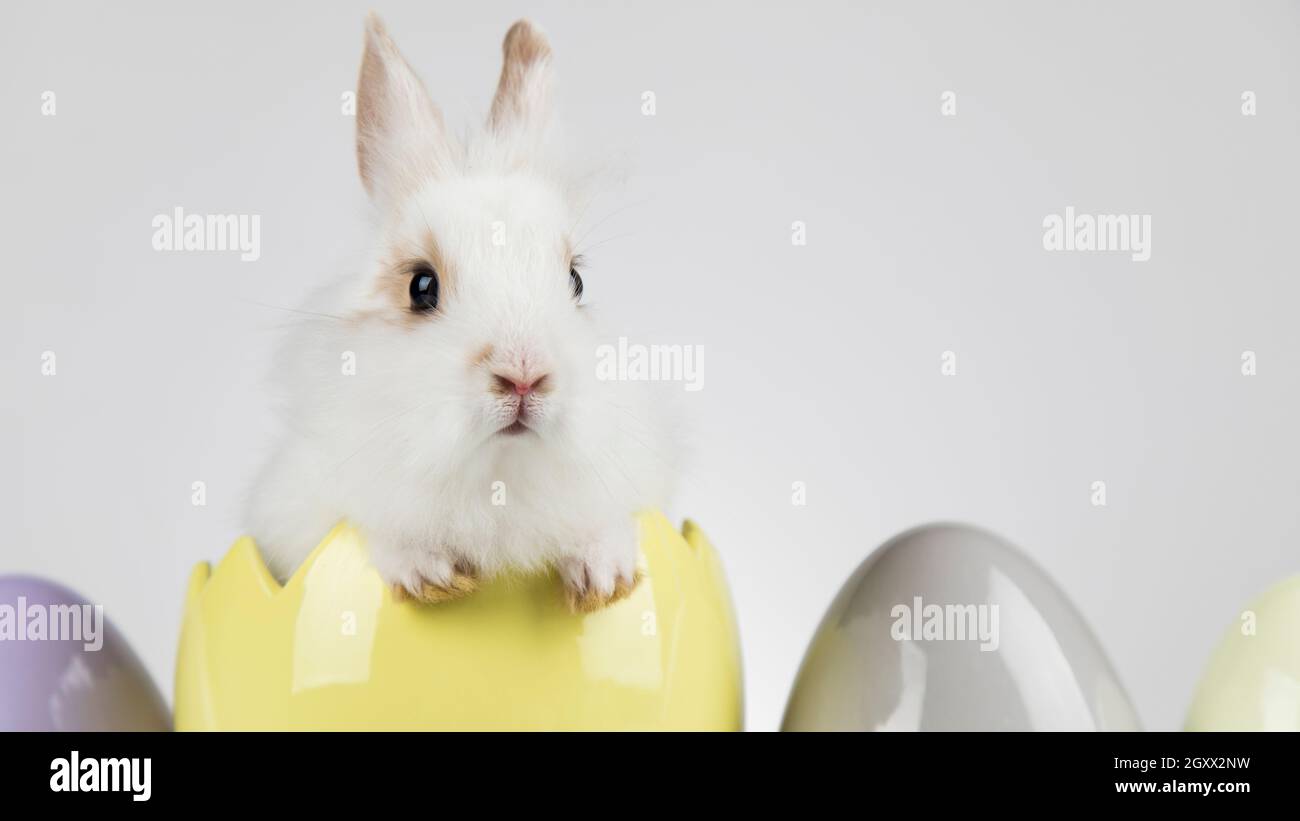 Eggs,Spring baby bunny, happy easter background Stock Photo - Alamy