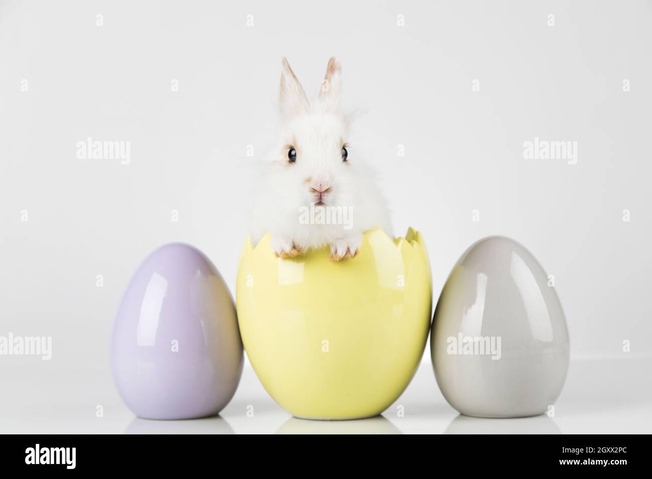 Eggs,Spring baby bunny, happy easter background Stock Photo - Alamy