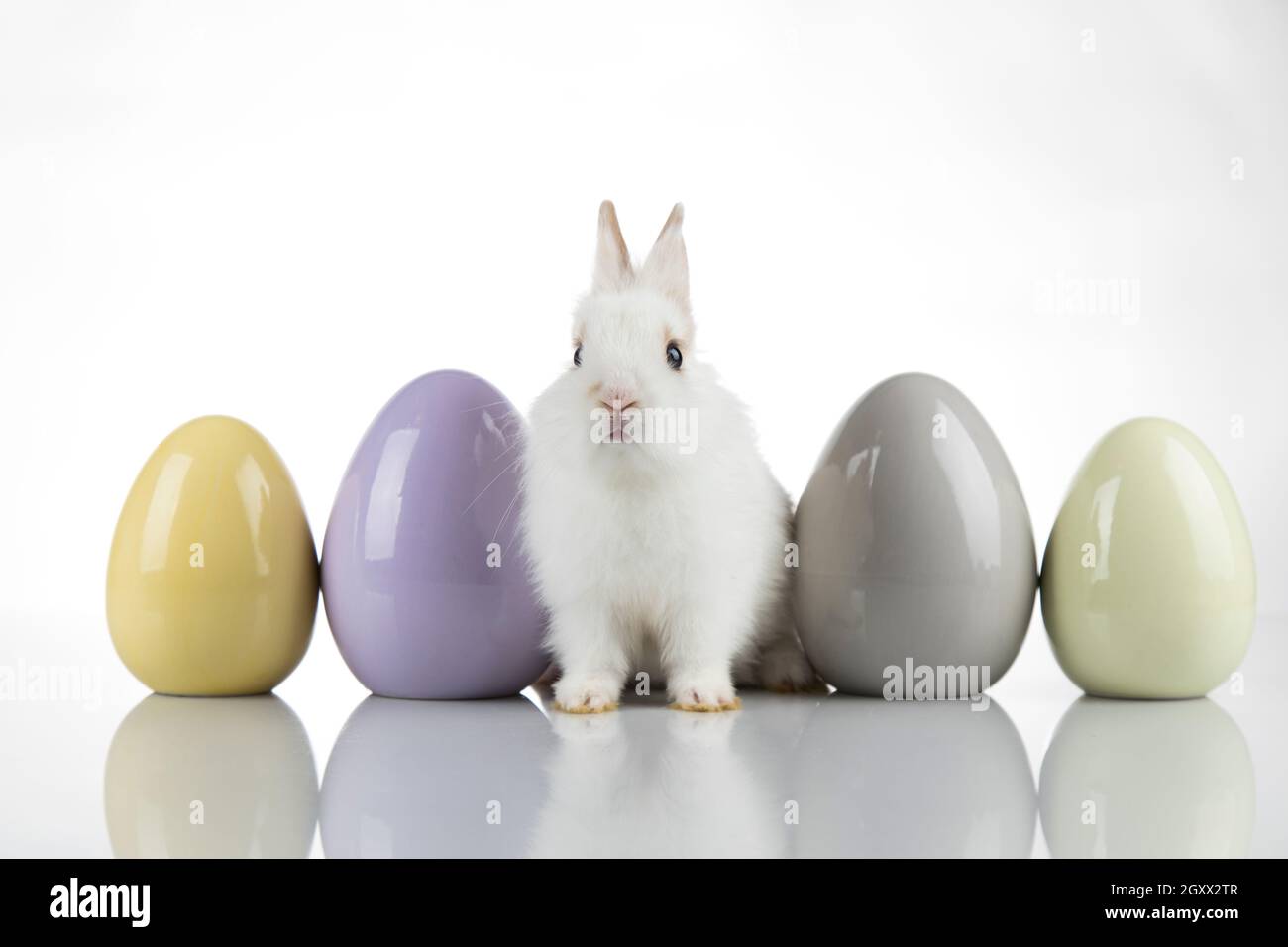 Baby bunny and egg, easter background Stock Photo - Alamy