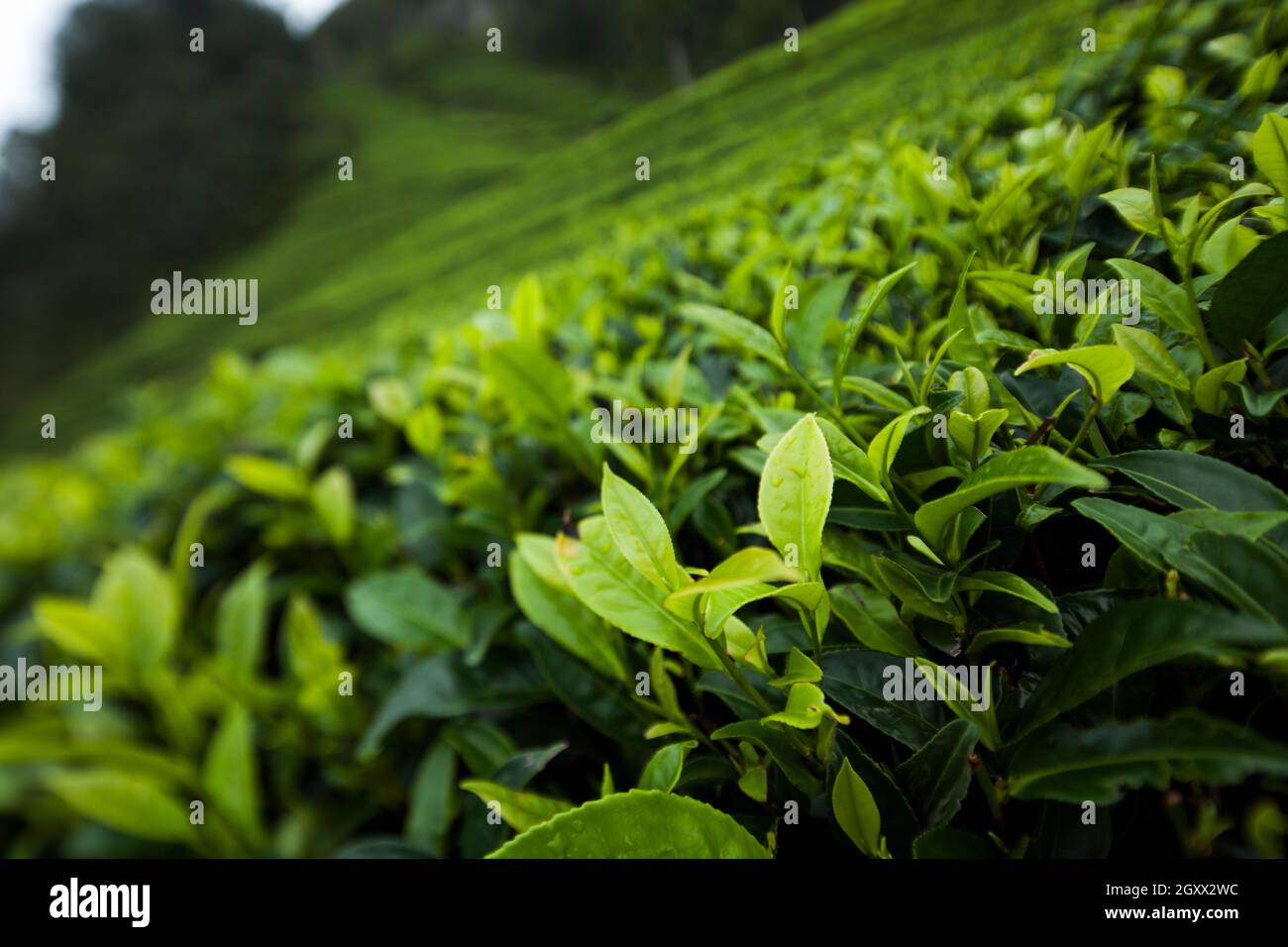 Field tea asia, sri lanka Stock Photo - Alamy