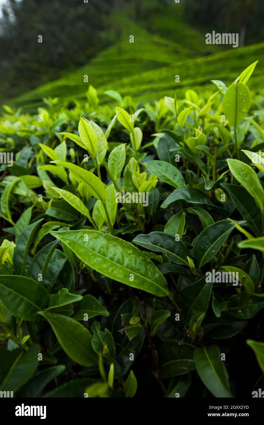 Field tea asia, sri lanka Stock Photo - Alamy