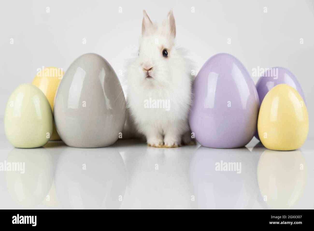Rabbit, Bunny and easter eggs Stock Photo - Alamy