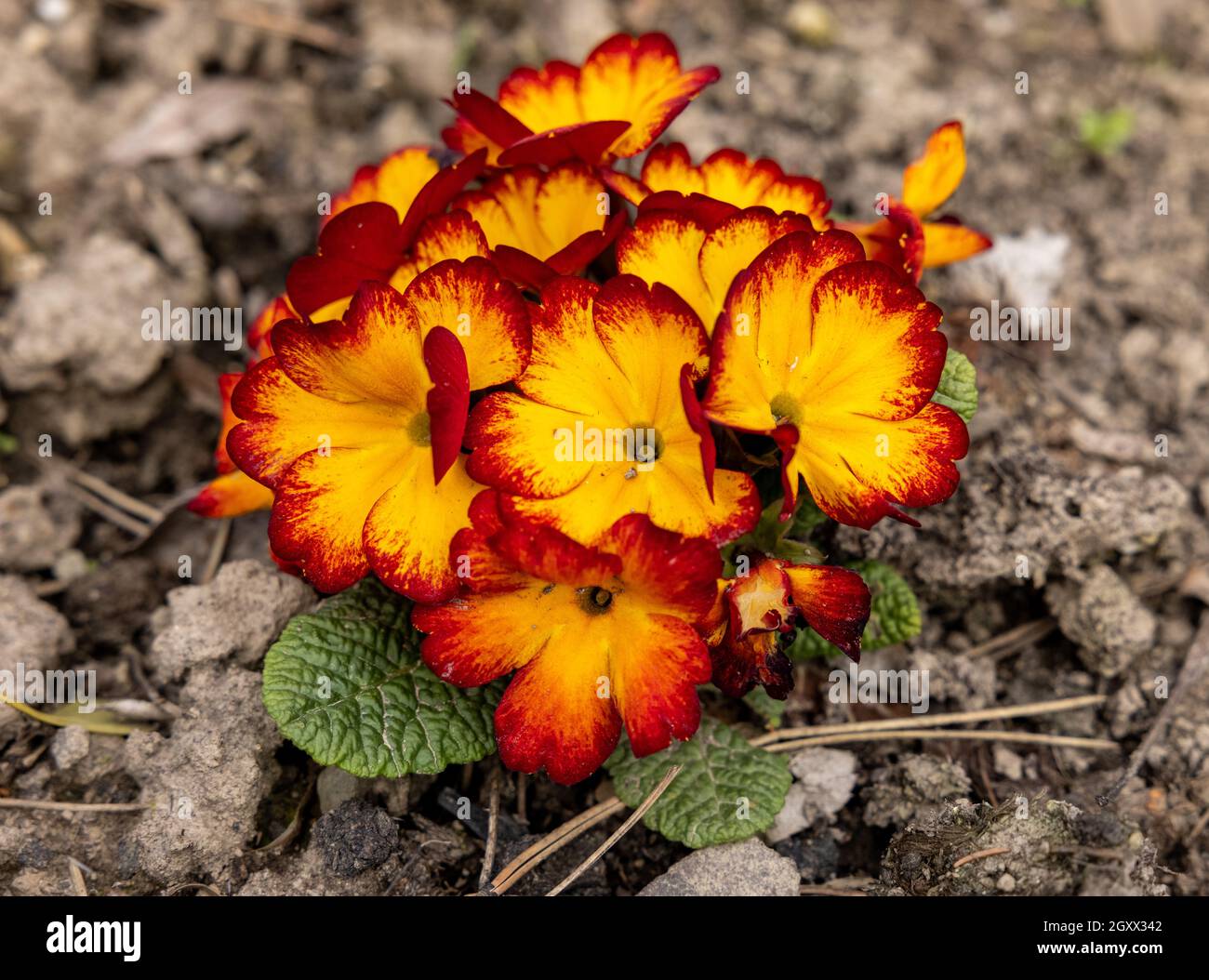 Orange and yellow English Primrose - Latin name - Primula Polyanthus ...