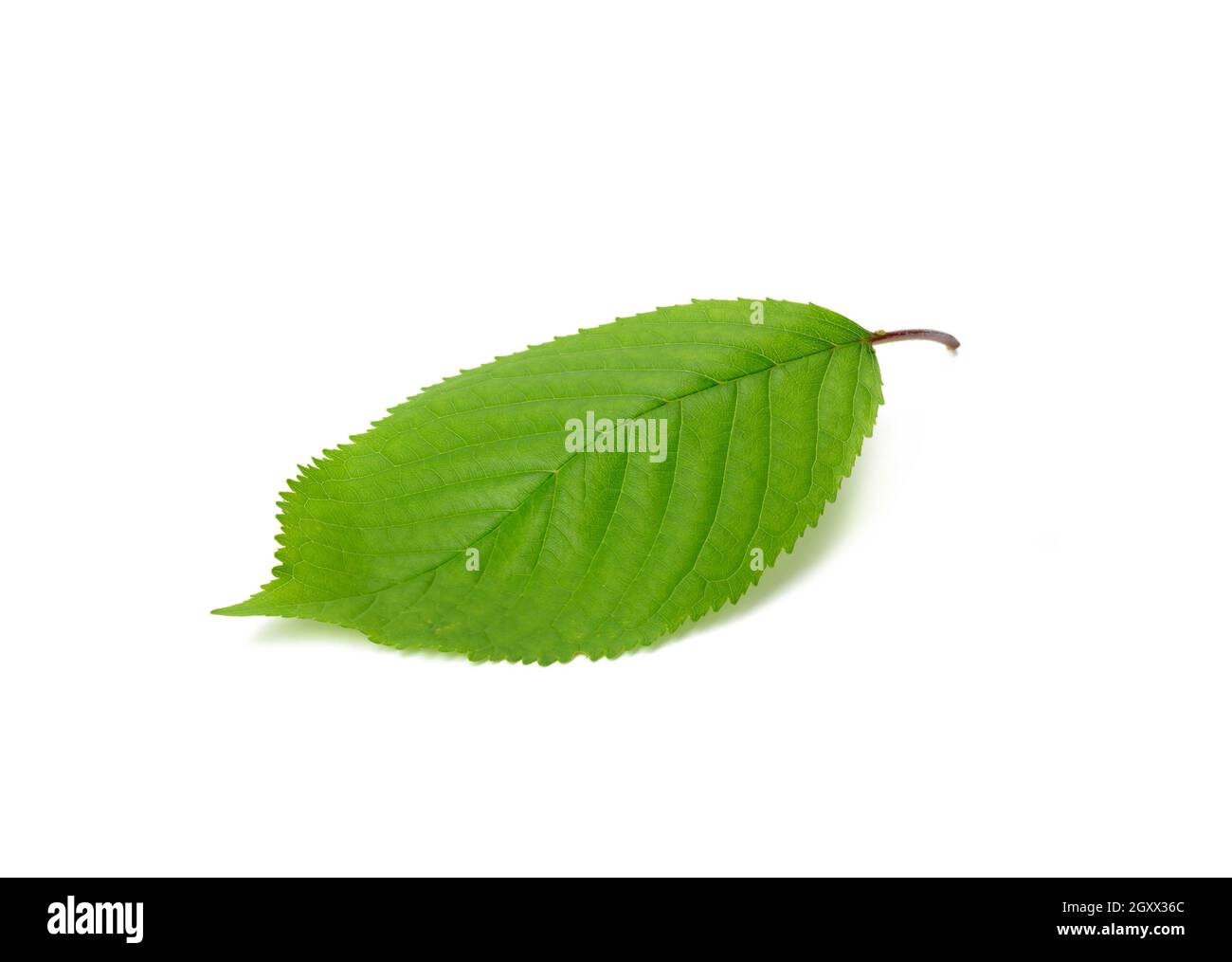 Green cherry leaf hi-res stock photography and images - Alamy