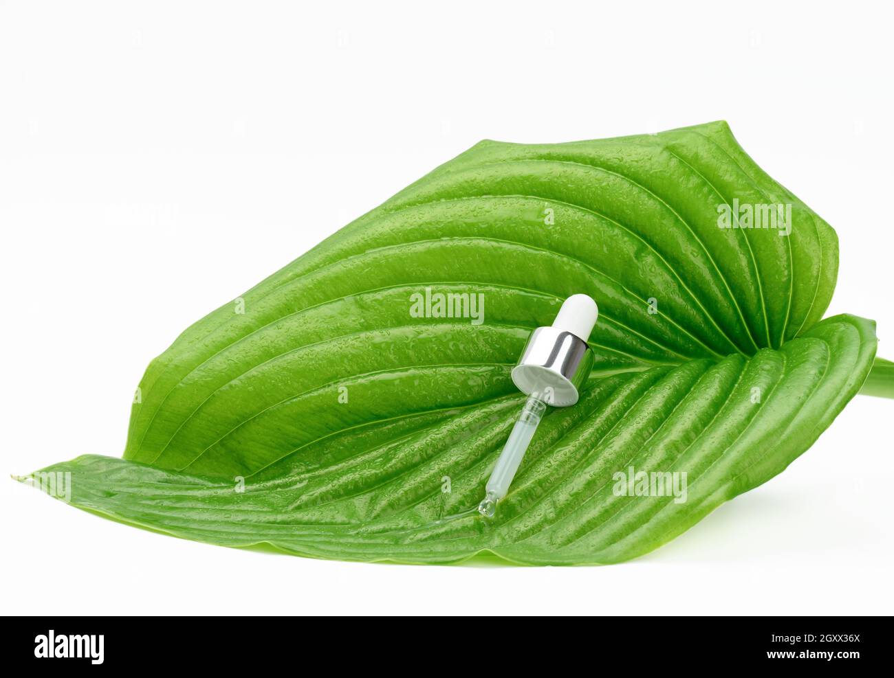 glass pipette with liquid lies on a green leaf, white background ...