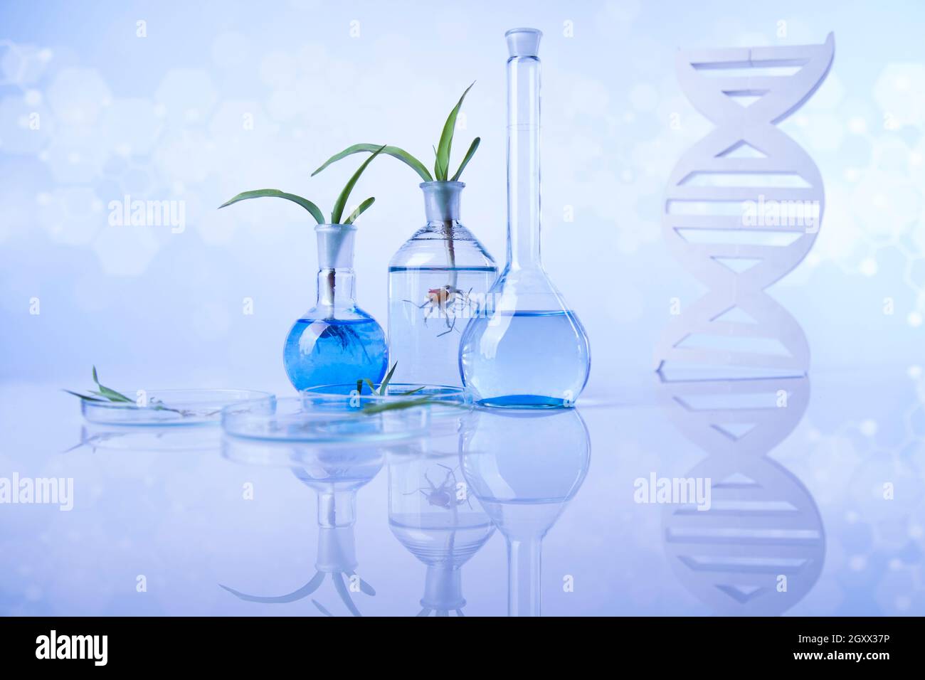 Plant laboratory experimental, Chemical glassware Stock Photo - Alamy